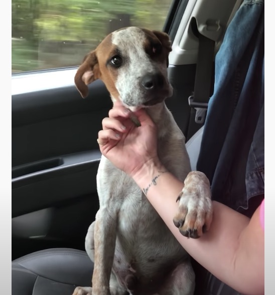 Dog Shows Incredible Gratitude To Woman Who Rescued Him