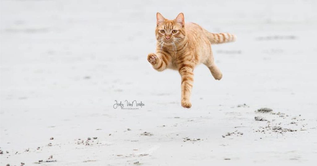 Cat takes first trip to beach and develops strong opinion about the wind