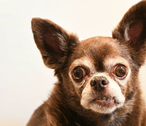Old and rejected animals get a new lease on life when this man adopts them