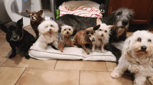 Old and rejected animals get a new lease on life when this man adopts them