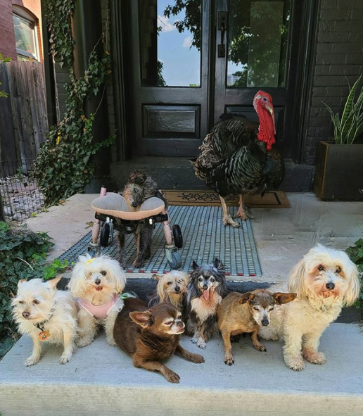 Old and rejected animals get a new lease on life when this man adopts them