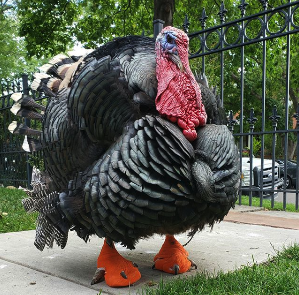 Old and rejected animals get a new lease on life when this man adopts them