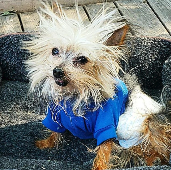 Old and rejected animals get a new lease on life when this man adopts them