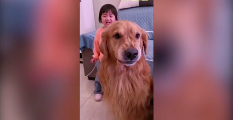 Loyal Golden Retriever “protects” his crying human from getting told ...
