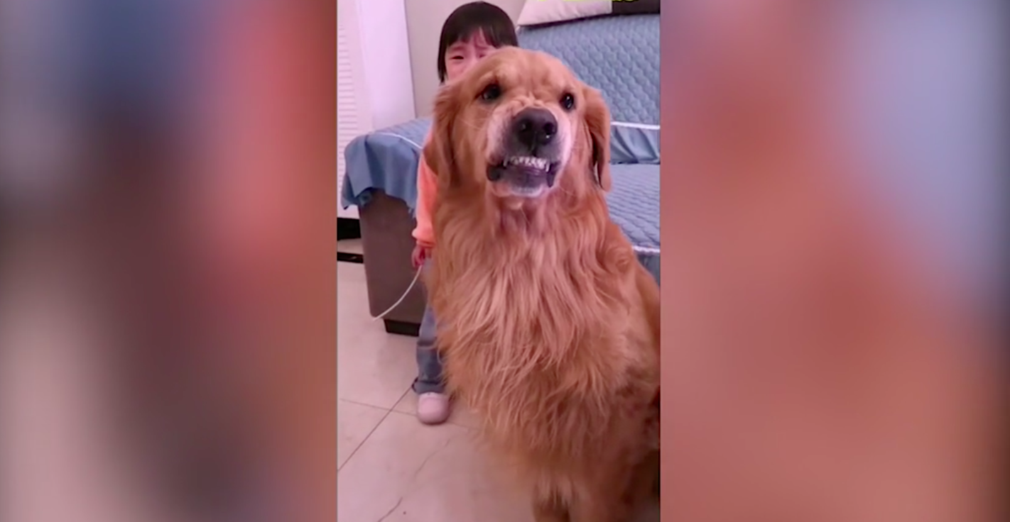 Loyal Golden Retriever “protects” his crying human from getting told ...