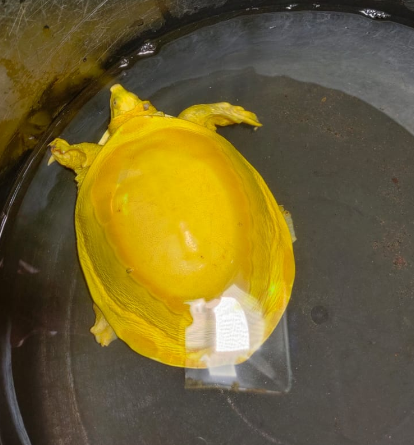 Incredibly rare yellow turtle looks like blob of melted cheese and the ...