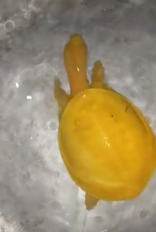 Incredibly rare yellow turtle looks like blob of melted cheese and the ...