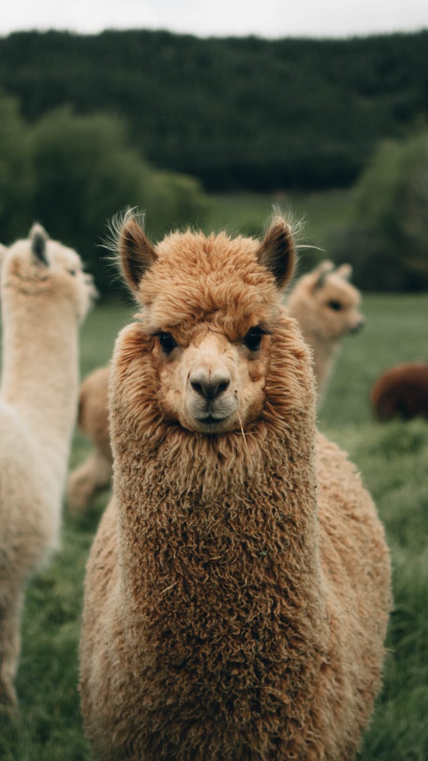 Mama llama drama stops Oregon state trooper on highway and hilarity ensues