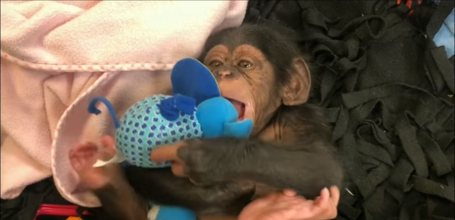 Adorable video captures baby chimpanzee laughing for the very first time