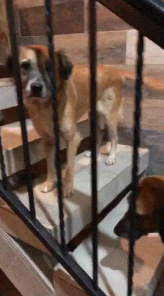 Man protects over 300 dogs from deadly hurricane by bringing them into ...