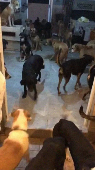 Man protects over 300 dogs from deadly hurricane by bringing them into ...