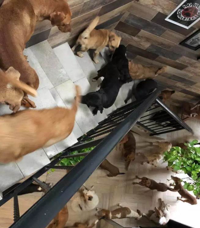 Man protects over 300 dogs from deadly hurricane by bringing them into ...