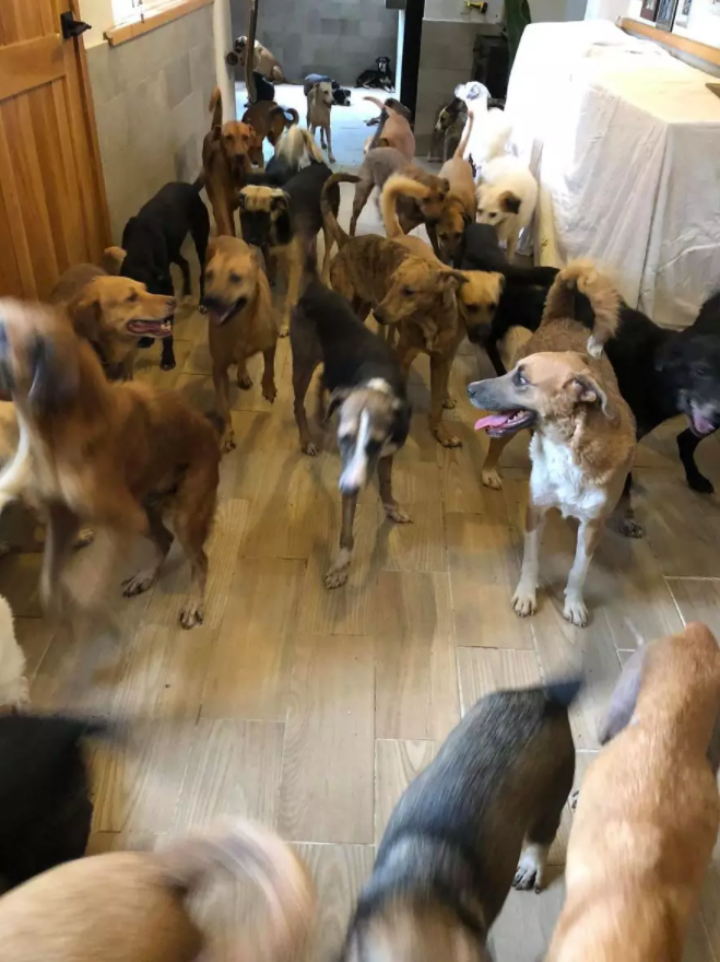 Man protects over 300 dogs from deadly hurricane by bringing them into ...