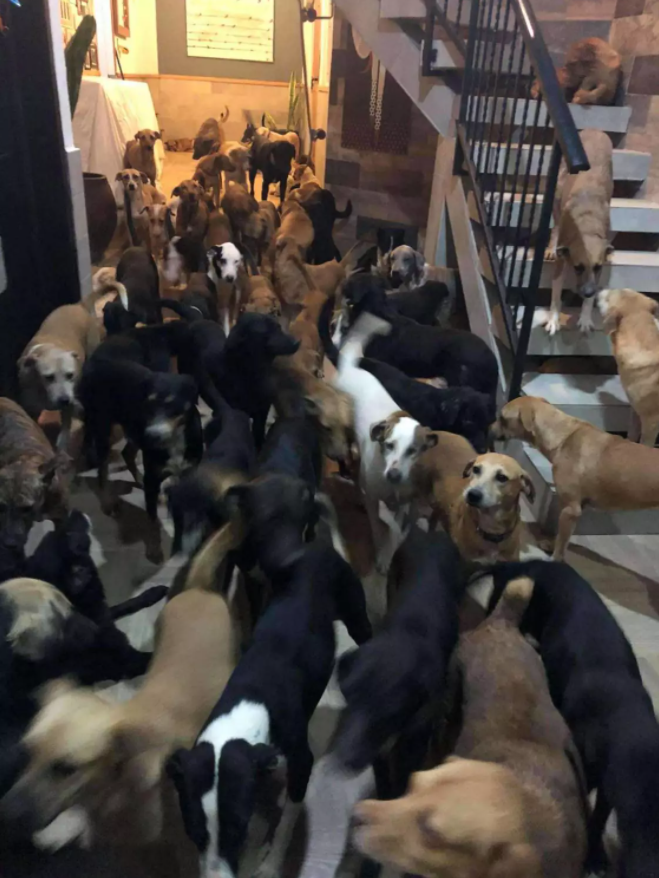 Man protects over 300 dogs from deadly hurricane by bringing them into ...