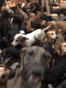 Man protects over 300 dogs from deadly hurricane by bringing them into ...