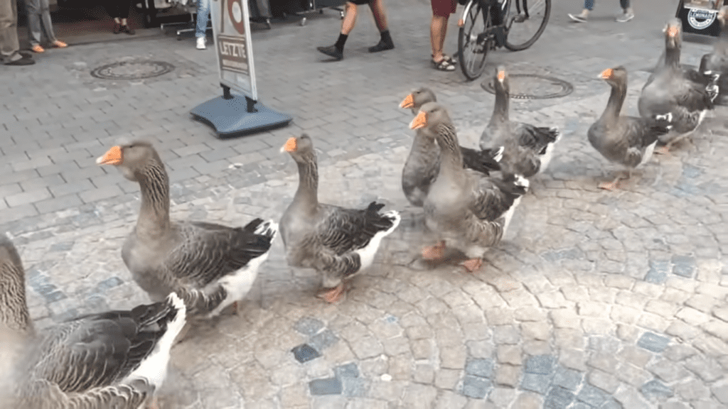 Marching ducks steal the show during band’s parade