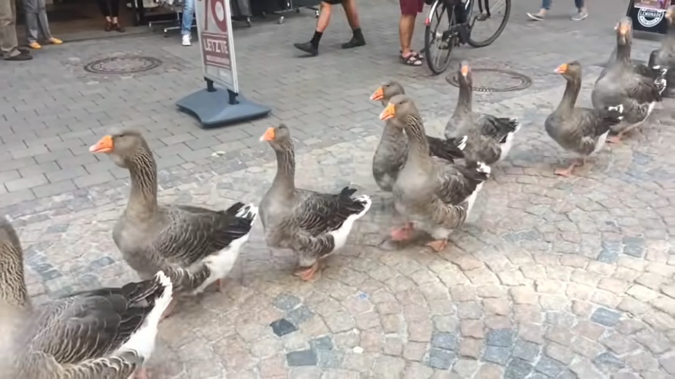 Marching ducks steal the show during band’s parade