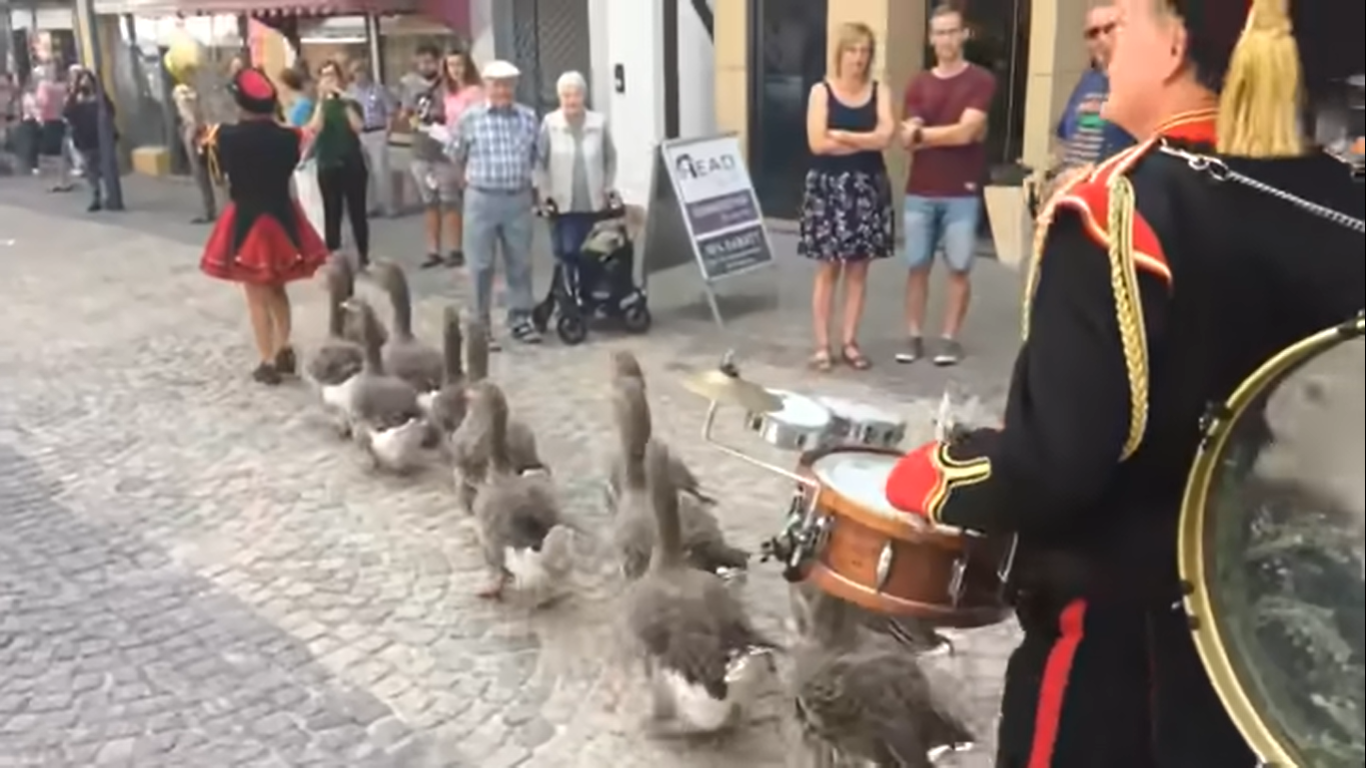 Marching ducks steal the show during band’s parade