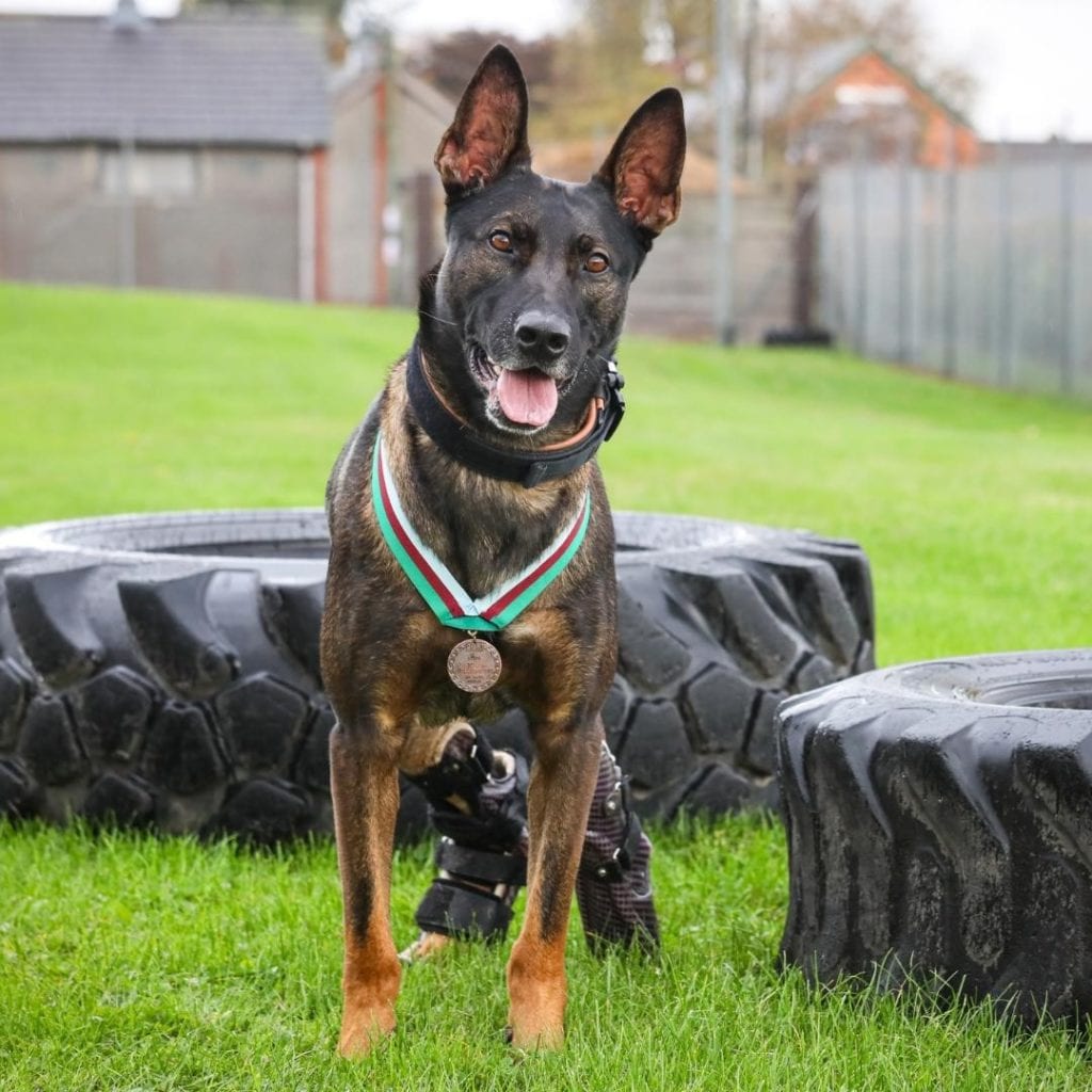 Hero dog with prosthetic paws who braved gunfire to save others awarded ...