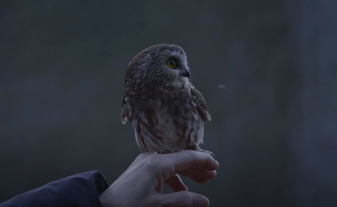 Famous Rockefellar Christmas tree owl released on ridge overlooking ...