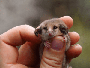 People rejoicing over rediscovery of rare pygmy possums feared wiped ...