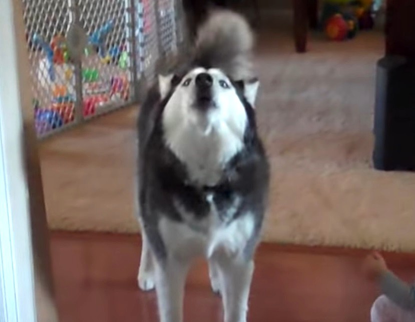 Mom hears baby yelling then dog howl, rounds the corner with camera for ...