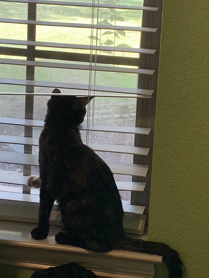 50 hilarious pictures of cats and dogs being nosey neighbors