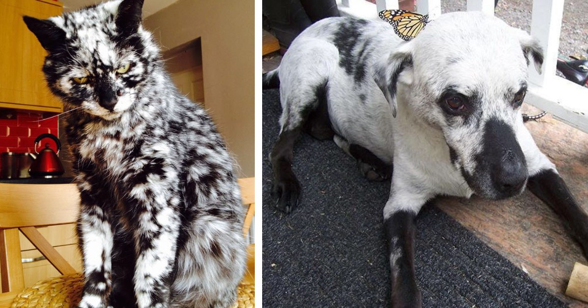 38 beautiful animals with vitiligo that will warm your heart