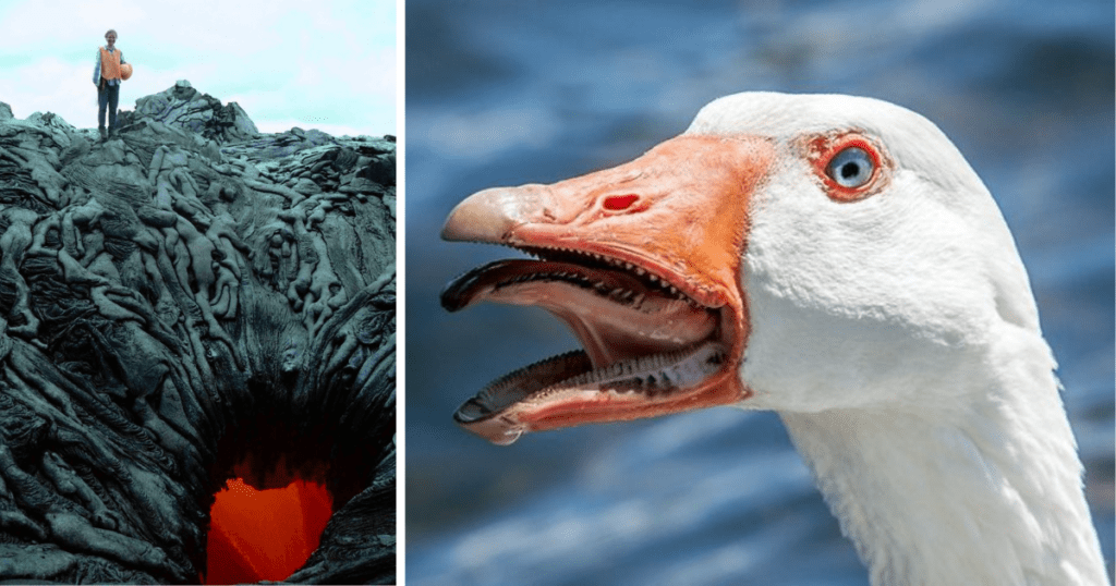 50 scary sights in nature that made us scream 'nope'