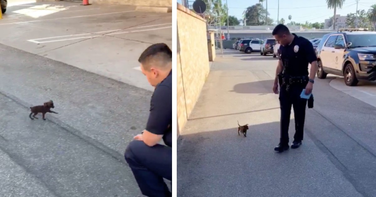 Tiny pup chases police officer down road and asks to be adopted
