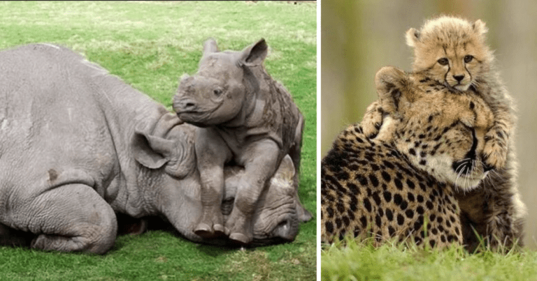 53 baby animals being a nuisance to mom is actually adorable