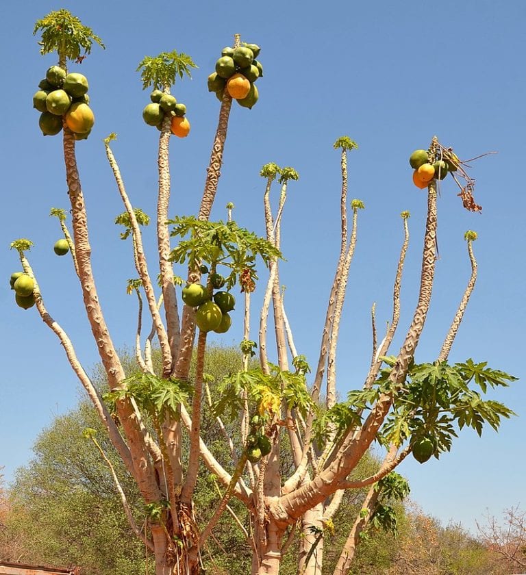 20 Views of your food growing that will give you a brand new perspective