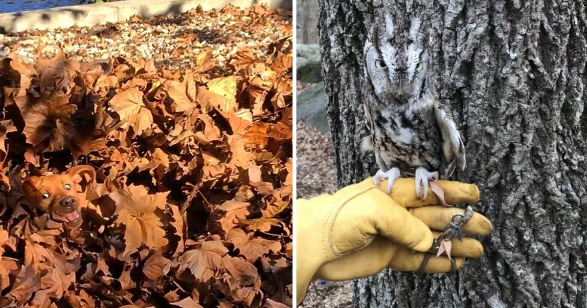 48 animals who have mastered the art of camouflage