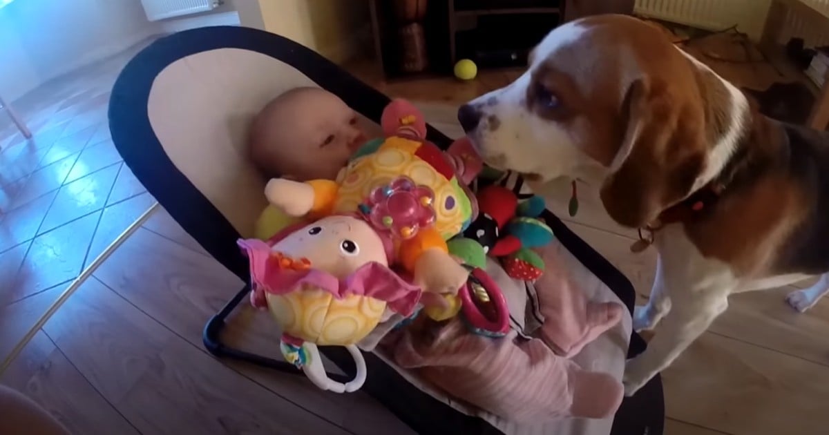 Guilty dog apologizes to crying baby sister after he steals her toy