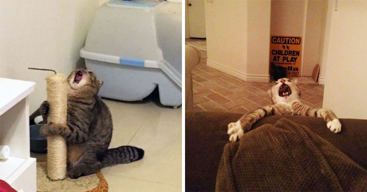 50 funny dramatic cats who delivered Oscar-worthy performances