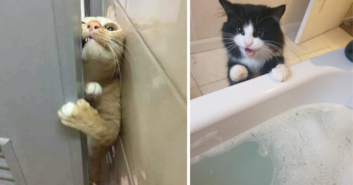 46 Cats that don’t give a rip about “personal space”