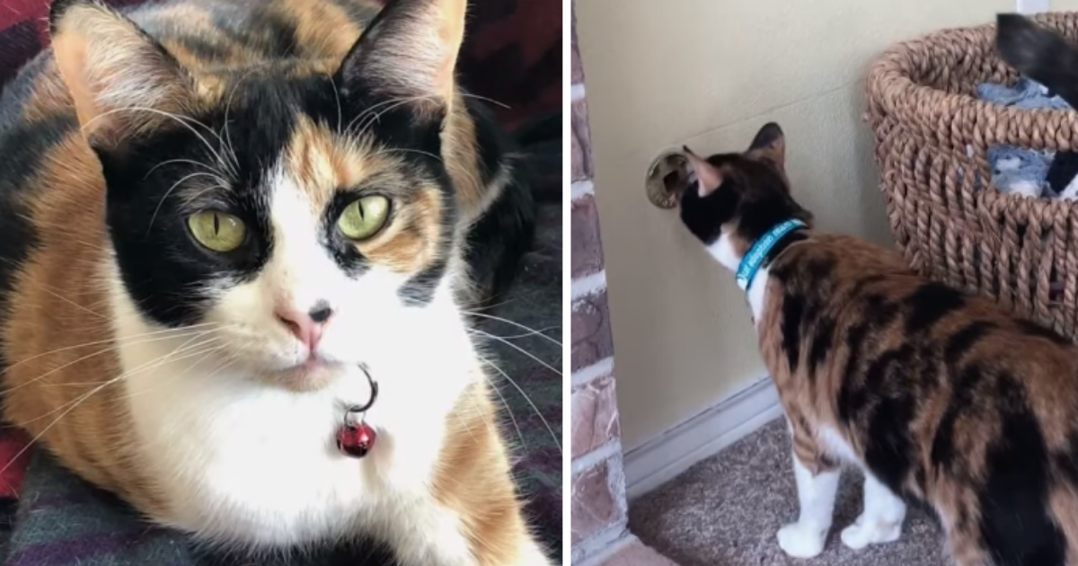 Rescue cat saves her owners’ lives when they see her sniffing their ...