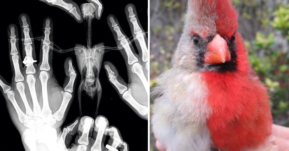 54 Rare Pictures Few Will Get To See In Real Life