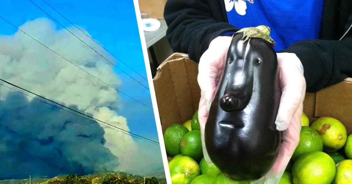 55 Shape-shifting objects that look just like something else