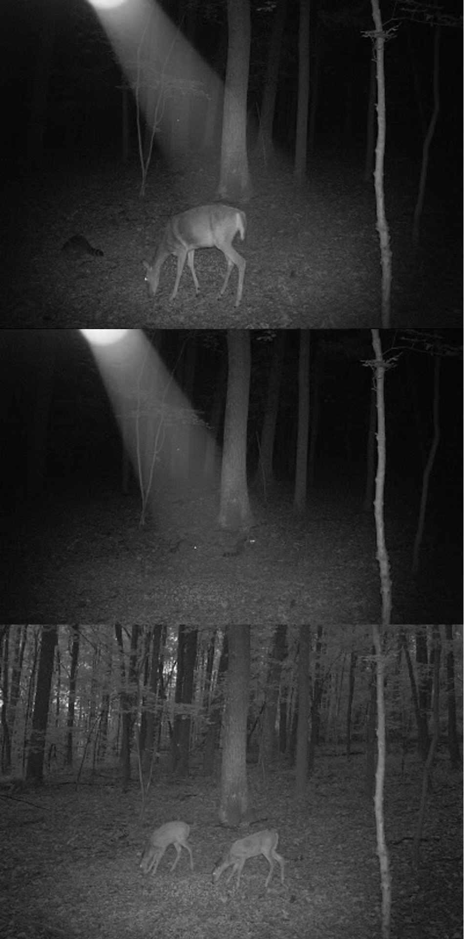 15 unexplainable, scary, and weird things captured on trail cams