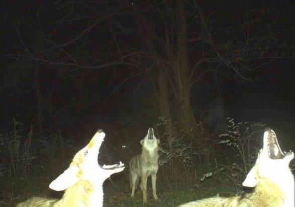 15 unexplainable, scary, and weird things captured on trail cams