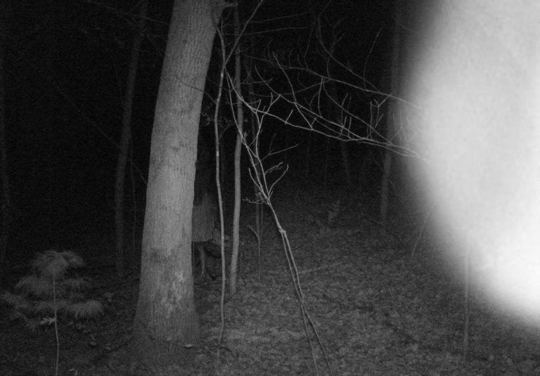 15 unexplainable, scary, and weird things captured on trail cams