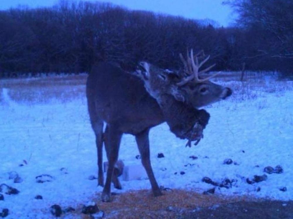 15 unexplainable, scary, and weird things captured on trail cams