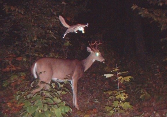 15 unexplainable, scary, and weird things captured on trail cams