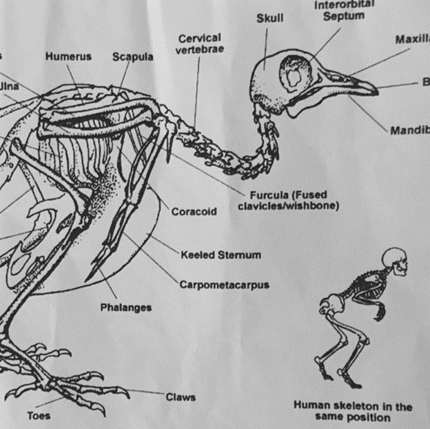 50 real-life science diagrams that are so weird they actually seem fake