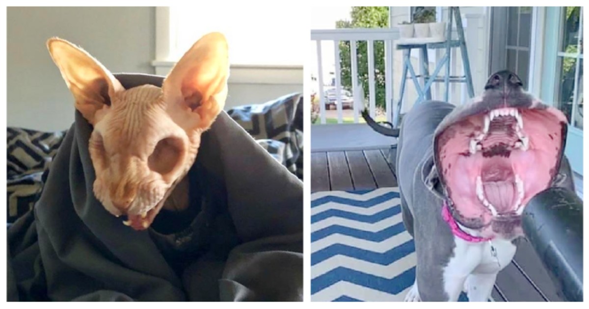 50 times pets scared the crap out of their owners