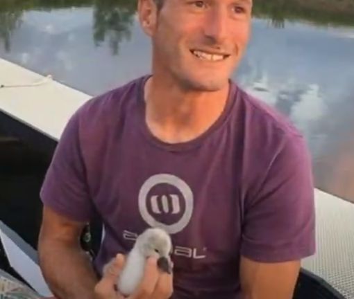 Man builds a raft to save swan’s eggs after a decade of watching her ...