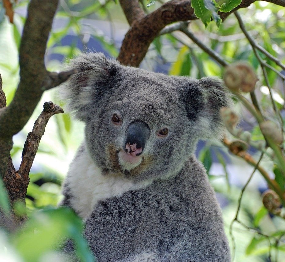Woman shares a beautiful once-in-a-lifetime moment with a koala that ...