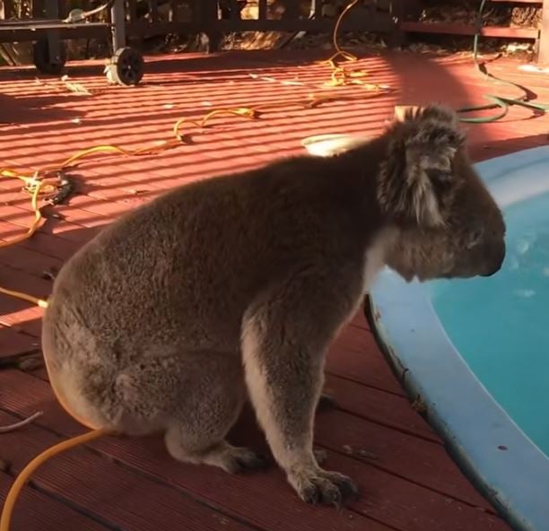 Woman shares a beautiful once-in-a-lifetime moment with a koala that ...