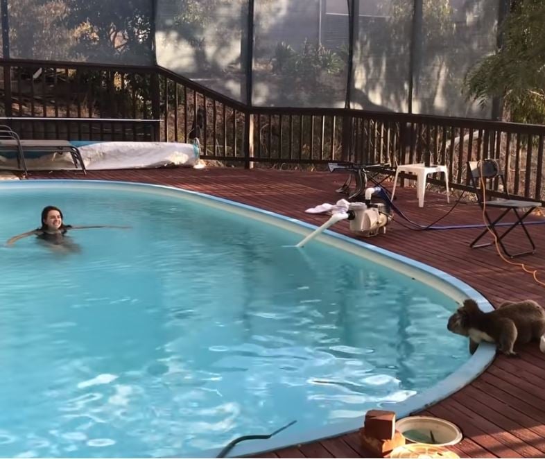 Woman shares a beautiful once-in-a-lifetime moment with a koala that ...